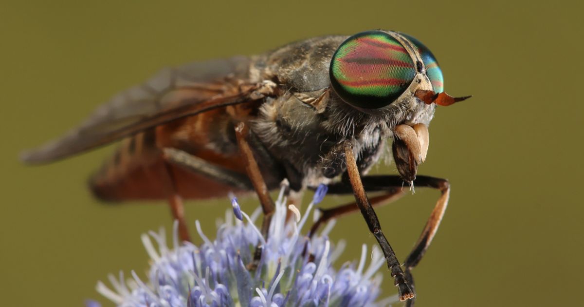 Konjska muha: Ugriz, simptomi, zaštita | Telegram.hr