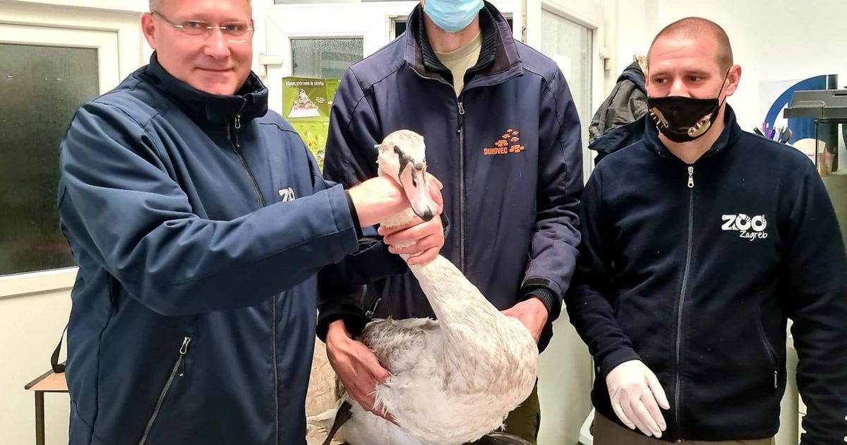 Građani su na Bundeku uočili labuda s udicom u kljunu. Stručnjaci su ga ...