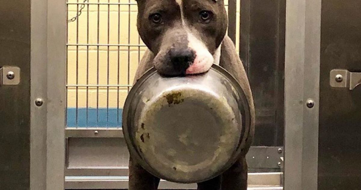 Ovo je Oliver, pas iz skloništa koji se toliko bojao da će ostati bez ...