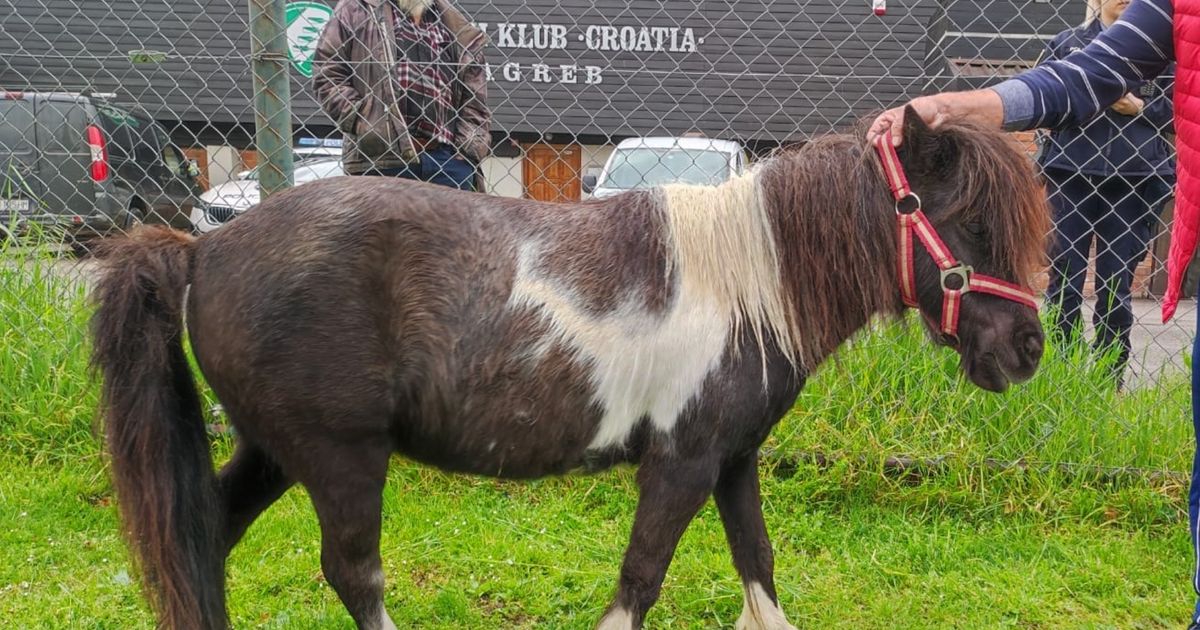 Foto. Ovaj poni jutros je doživio veliku pustolovinu. Odlutao je iz ...