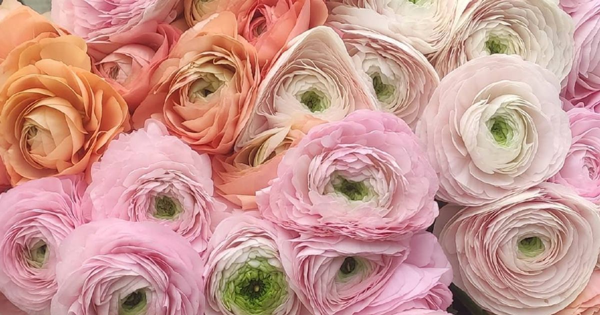 Proljetne vaze ne možemo zamisliti bez beskrajno nježnih ranunkula. Evo ...