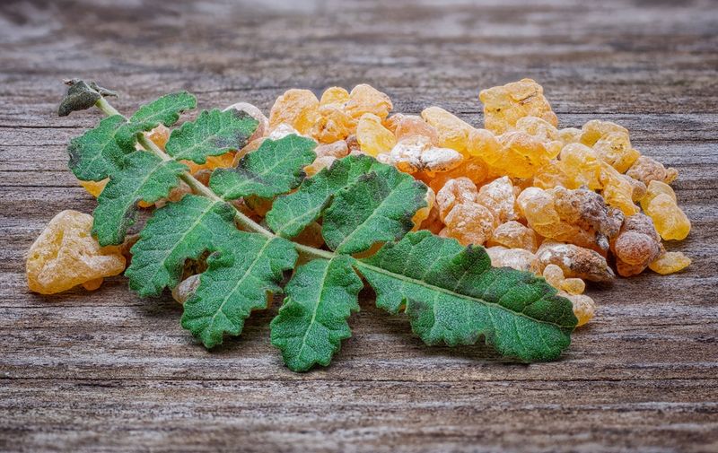 Tamjan biljka: 7 dobrobiti za zdravlje, uzgoj i kako ga koristiti ...