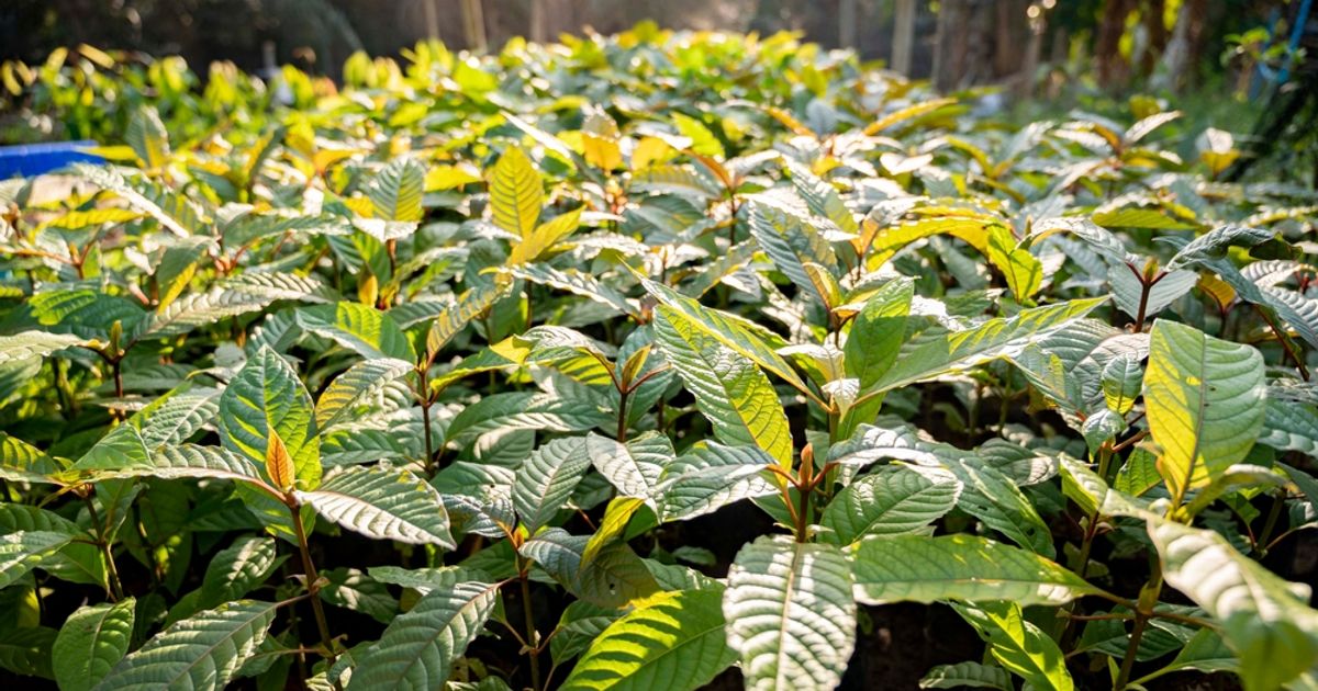 Azijska biljka kratom, koja se i u Hrvatskoj prodaje legalno, opasna je ...