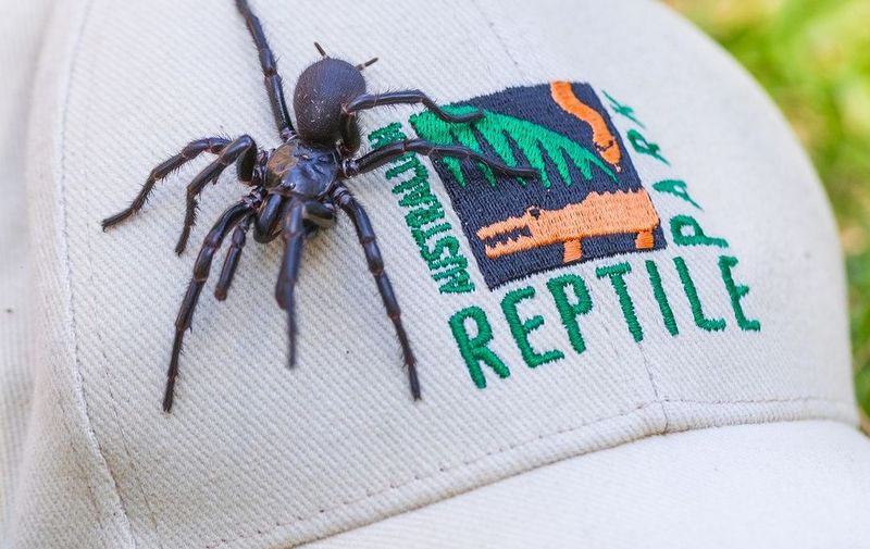 U Australiji uhvaćen gigantski, otrovni pauk dug 7,9 centimetara ...