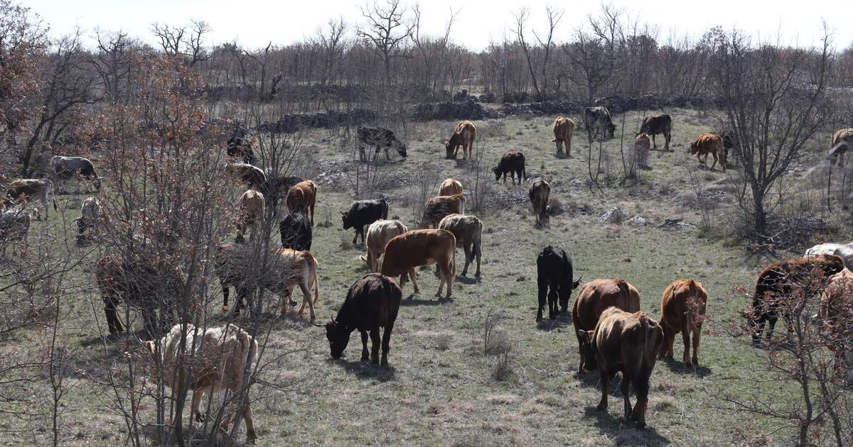 U Zagori pao dalekovod i usmrtio više krava | Telegram.hr