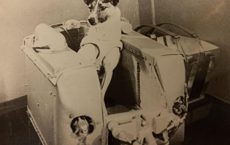 Što se dogodilo s Lajkom, prvim psom kojeg su Rusi poslali u svemir? | Telegram.hr