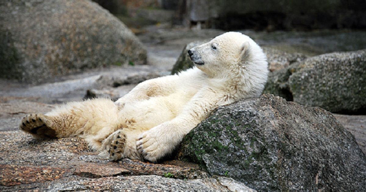 Stručnjaci sada napokon znaju zašto je Knut, najpopularniji polarni ...