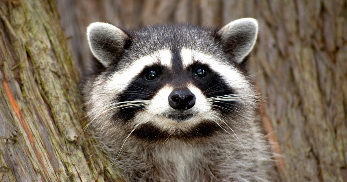 Sladak video mame rakuna koja uči svog mališana kako se popeti na drvo ...