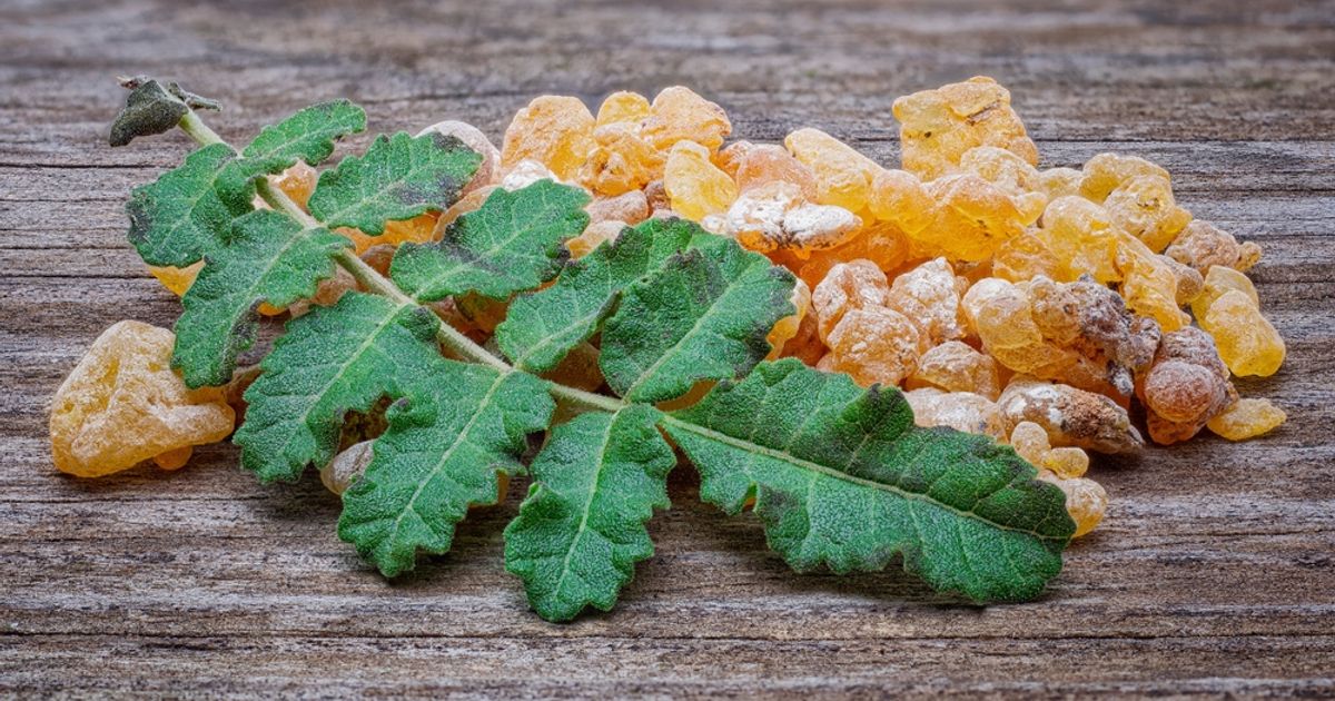 Tamjan biljka: 7 dobrobiti za zdravlje, uzgoj i kako ga koristiti ...