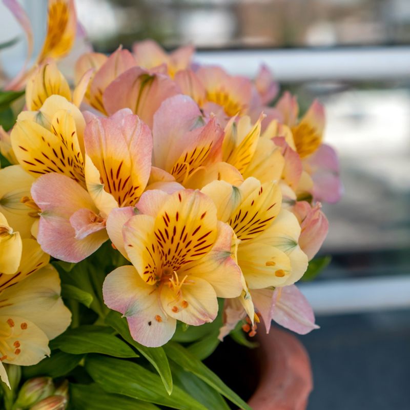 Peruanski ljiljan: Egzotična ljepota koja osvaja domaće vrtove | Super1.hr