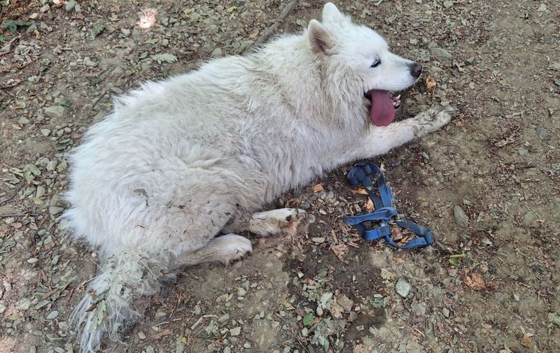 Ovaj siroti samojed pronađen je sam na Sljemenu | Telegram.hr