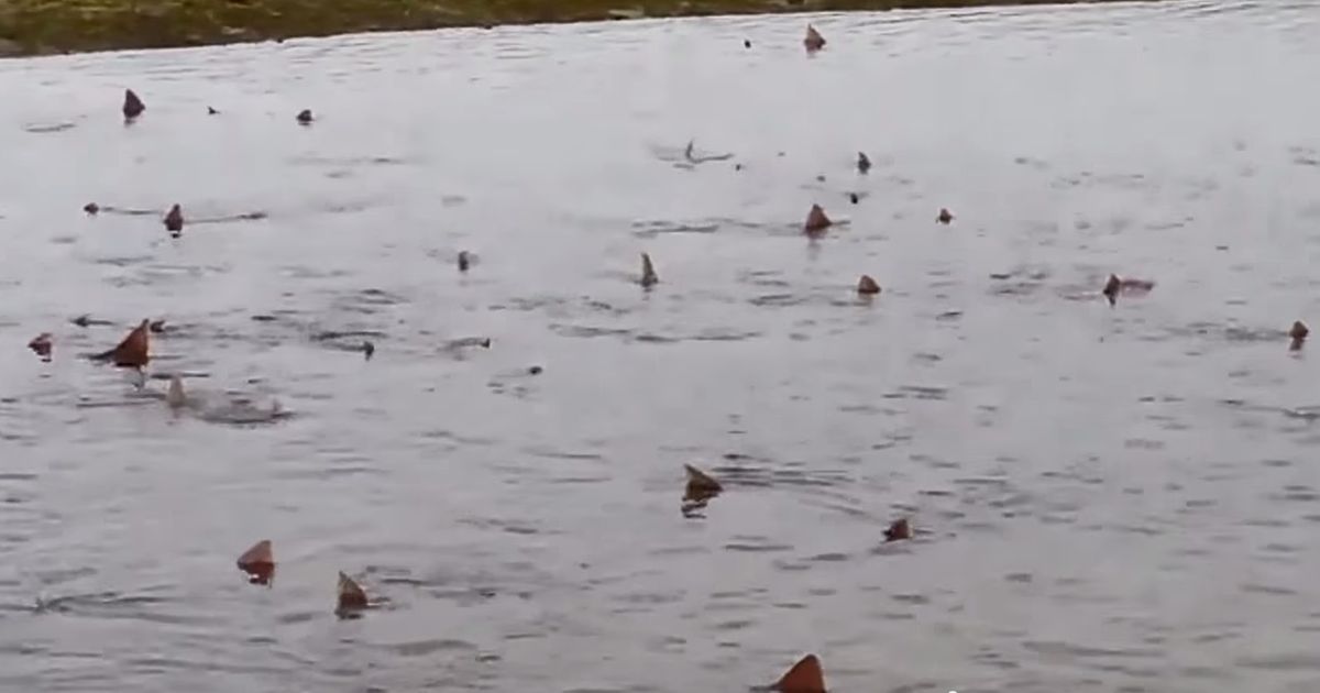 Snimka ovih 50-ak morskih pasa blizu engleske obale malkicu je ...