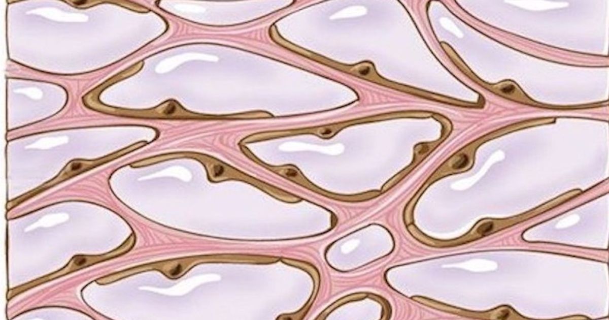 U redu, otkriven je sasvim novi organ u ljudskom tijelu. Hoće li ...