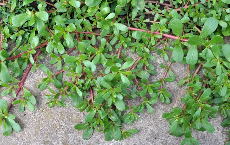 Tamjan biljka: 7 dobrobiti za zdravlje, uzgoj i kako ga koristiti ...