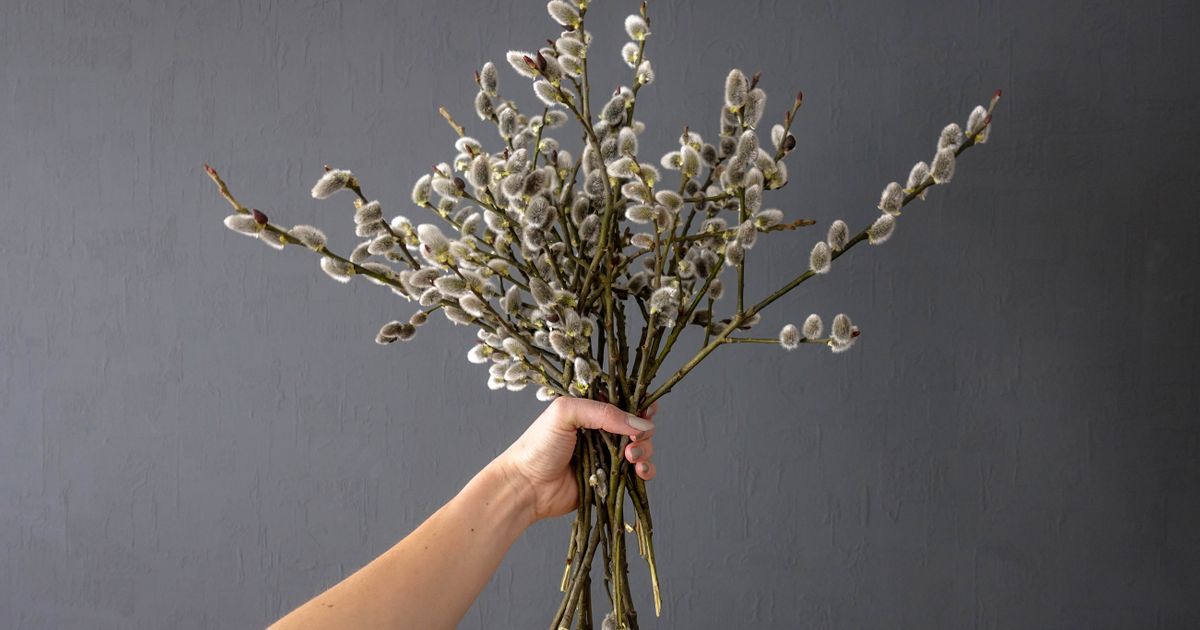 Dolazi nam vrijeme cica maca | Super1.hr