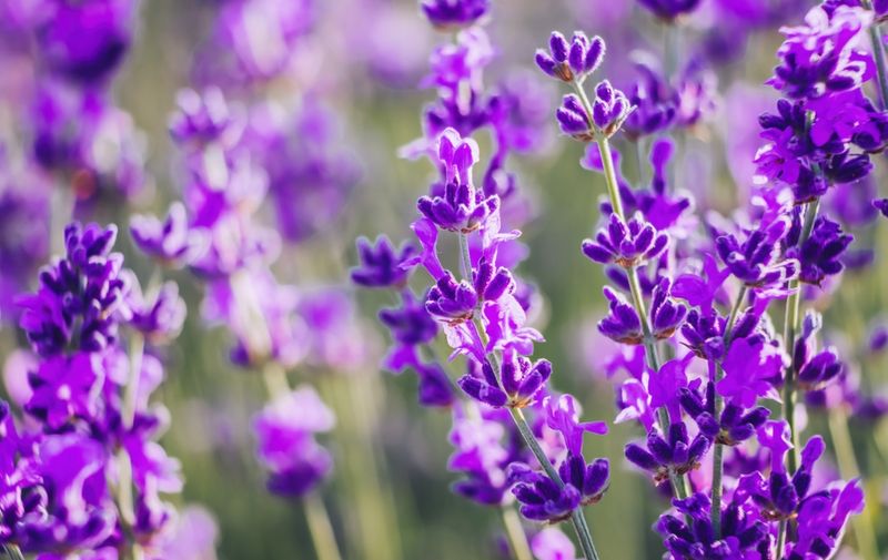 Kada se sadi lavanda u tegli, a kad u vrtu? Vodič za uzgoj | Telegram.hr