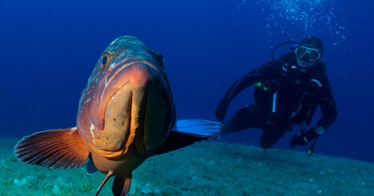 Najskuplja riba Jadrana: 7 vrsta koje uvijek drže visoku cijenu ...