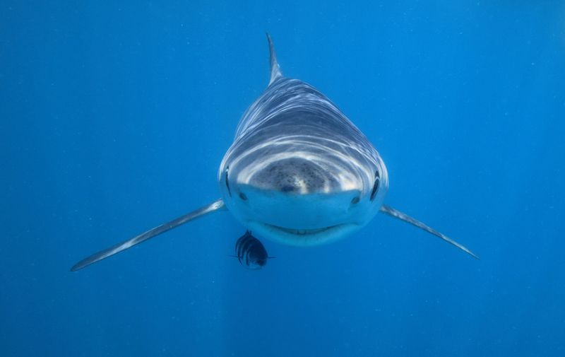 Morski pas u Jadranu: Vrste morskih pasa u Jadranu i popis opasnih | Telegram.hr