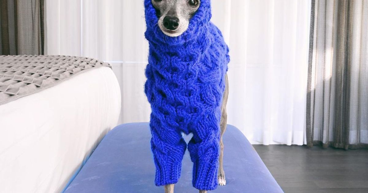 Mali psi koji ne rastu: 10 pasmina koje su zauvijek veličine štenca ...