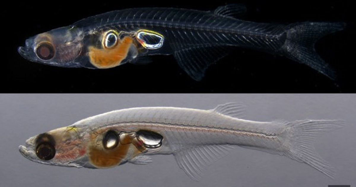 Slatkovodna ribica proizvodi zvuk jači od mlaznog motora | Telegram.hr