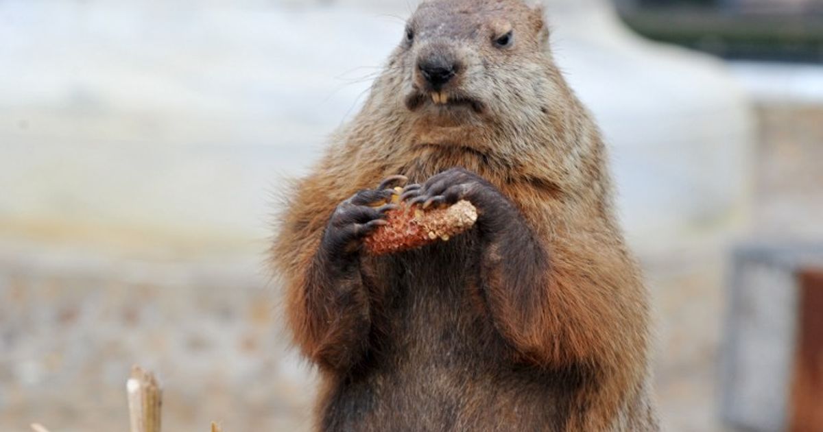 Danas su svi čekali da saznaju hoće li svizac Phil vidjeti svoju sjenu ...