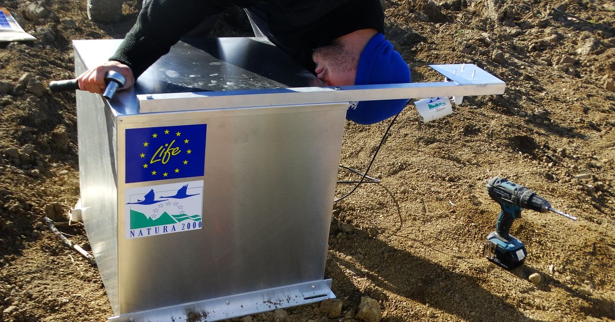 Stepski sokolovi imaju tek pet gnijezda u Hrvatskoj. Nova akcija ...