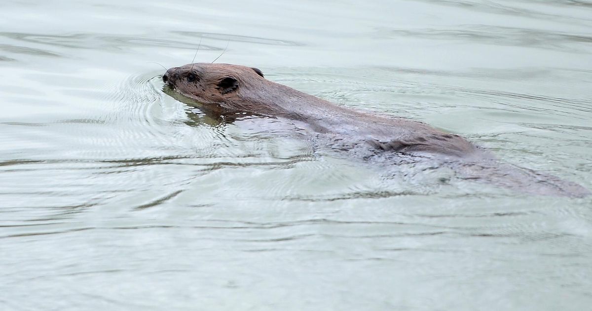 Dabrovi se nakon 500 godina vratili u Italiju | Telegram.hr