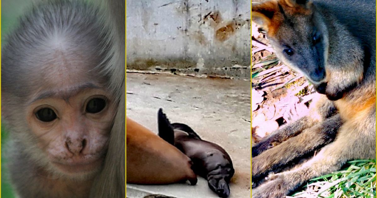 U zagrebačkom Zoološkom ove godine na svijet je došlo stvarno puno beba ...