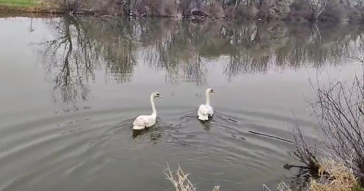 [VIDEO] Ljubavna priča dva labuda iz Azila u Dumovcu | Telegram.hr