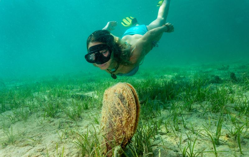 Plemenita periska: Zašto je zaštićena i kolike su kazne | Telegram.hr