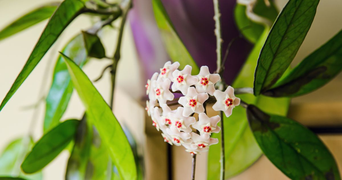 Voštani cvijet: Ova biljka raste sporo, ali je izuzetno dugovječna ...