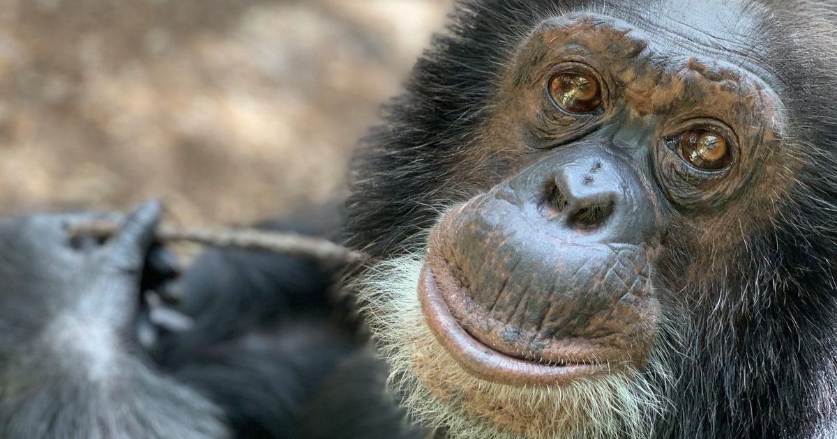 Majmun pokojnog Michaela Jacksona sretno živi u utočištu | Telegram.hr