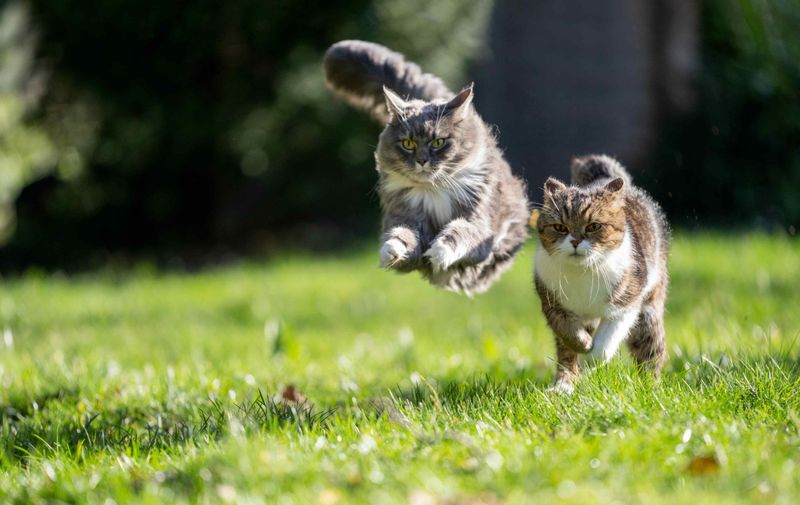 Vrste mačaka: Top 10 najpoznatijih i najskupljih pasmina | Telegram.hr