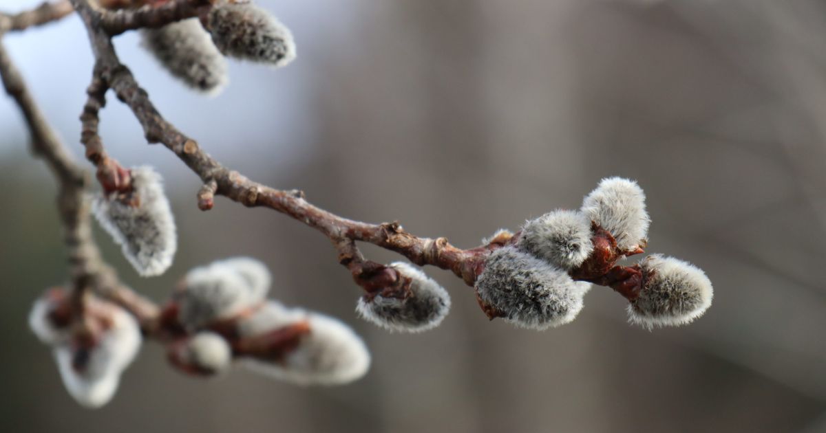 Stiglo je vrijeme za omiljene cice mace. Proljetni je to vjesnik koji ...