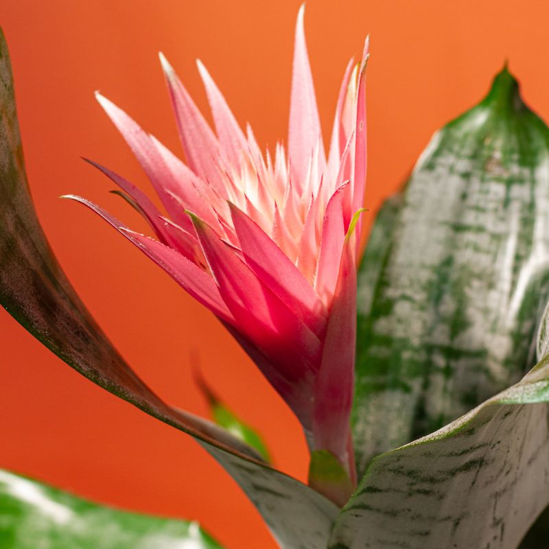 Bromelija cvijet se suši? Evo što učiniti da spasite biljku | Super1.hr