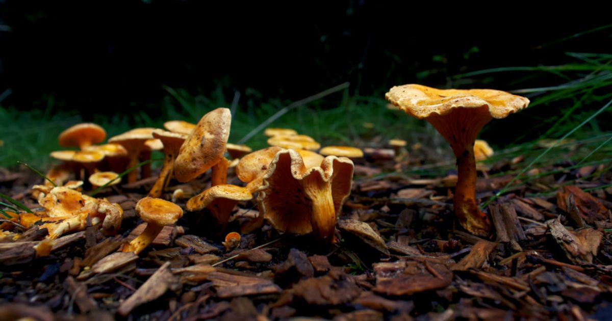 Gdje raste gljiva lisičarka i kako ju prepoznati u šumi? | Telegram.hr