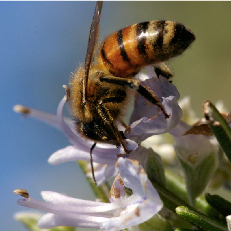 Znamo odličan način kako zaključiti godinu: posvoji pčelu da nastavi ...