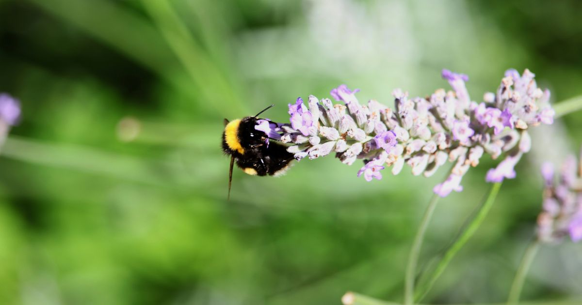 Bumbari gube osjet njuha na temperaturama od oko 40 stupnjeva | Telegram.hr