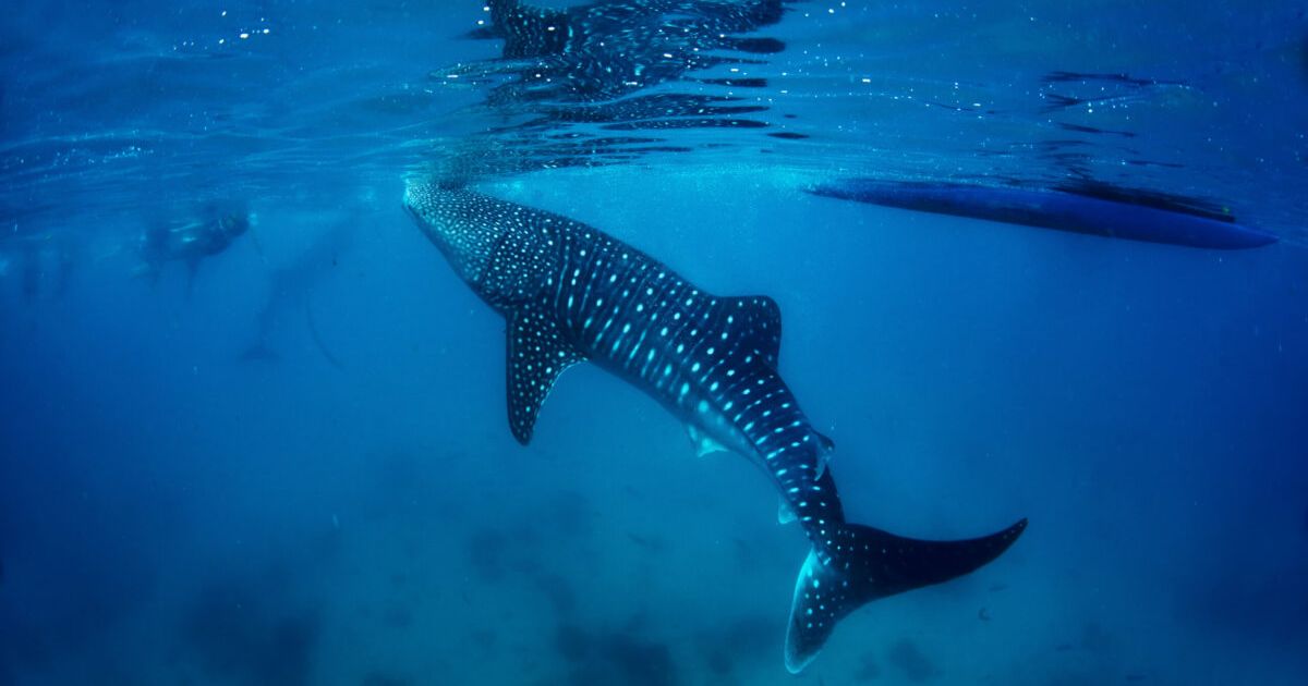 Znanstvenici otkrili tri vrste svjetlećih morskih pasa | Telegram.hr