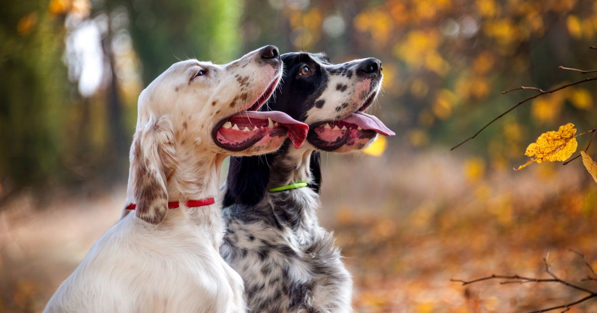 Engleski seter: Sve što trebate znati od karakteristika do ponašanja ...