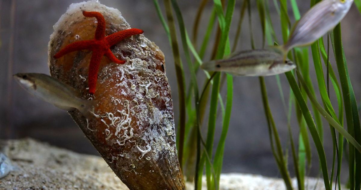 U Istri pronađena živa periska | Telegram.hr