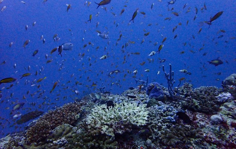 U Tihom oceanu pronađen najveći koralj na svijetu | Telegram.hr