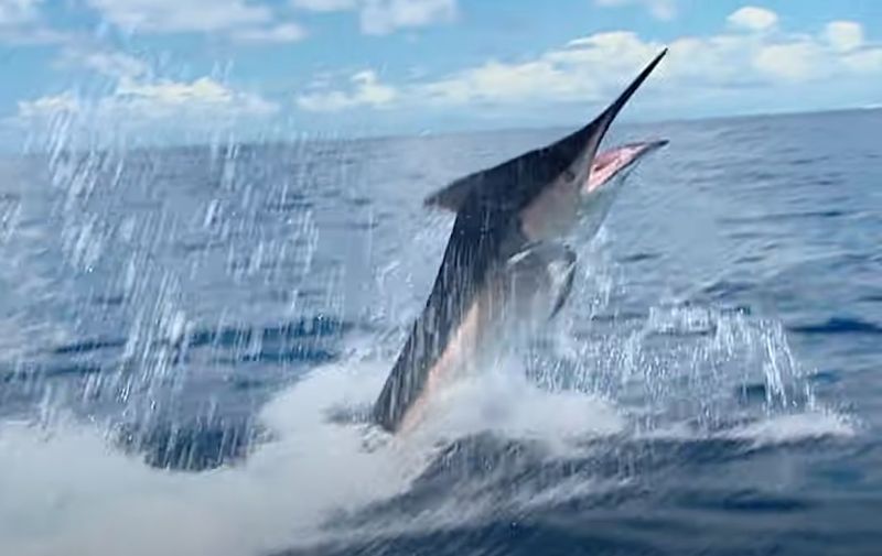 Golema riba napala i onesposobila brodicu u južnom Pacifiku, spasitelji ...