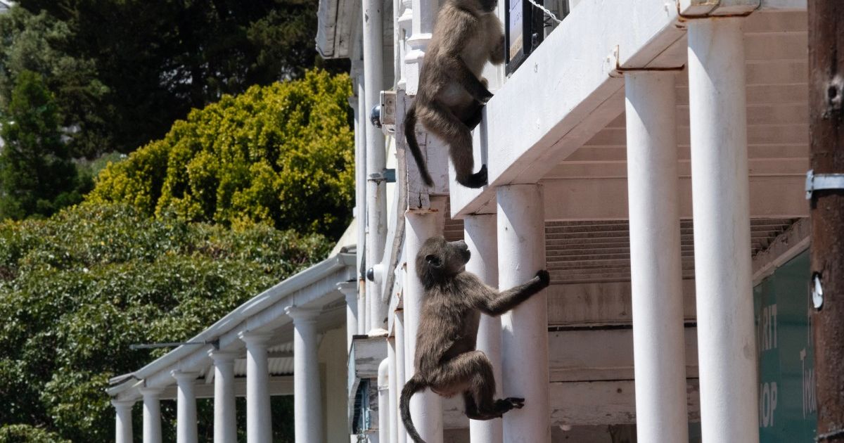 Izvanredno stanje zbog invazije majmuna u luksuzni kvart Cape Towna ...