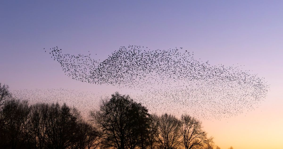 Koje su ptice selice u Hrvatskoj i zašto odlaze u toplije krajeve ...