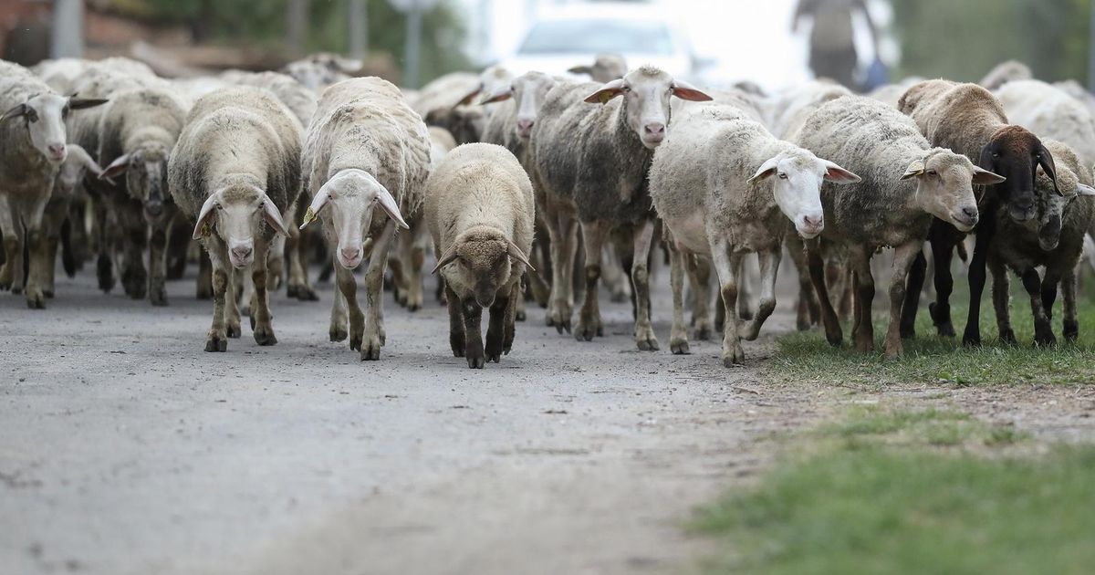 Vojnik službenim vozilom naletio na stado ovaca, stradalo ih 11 ...