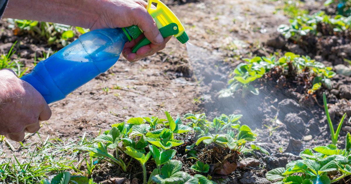 Modra galica: Upotreba, toksičnost i kako se radi bordoška juha ...
