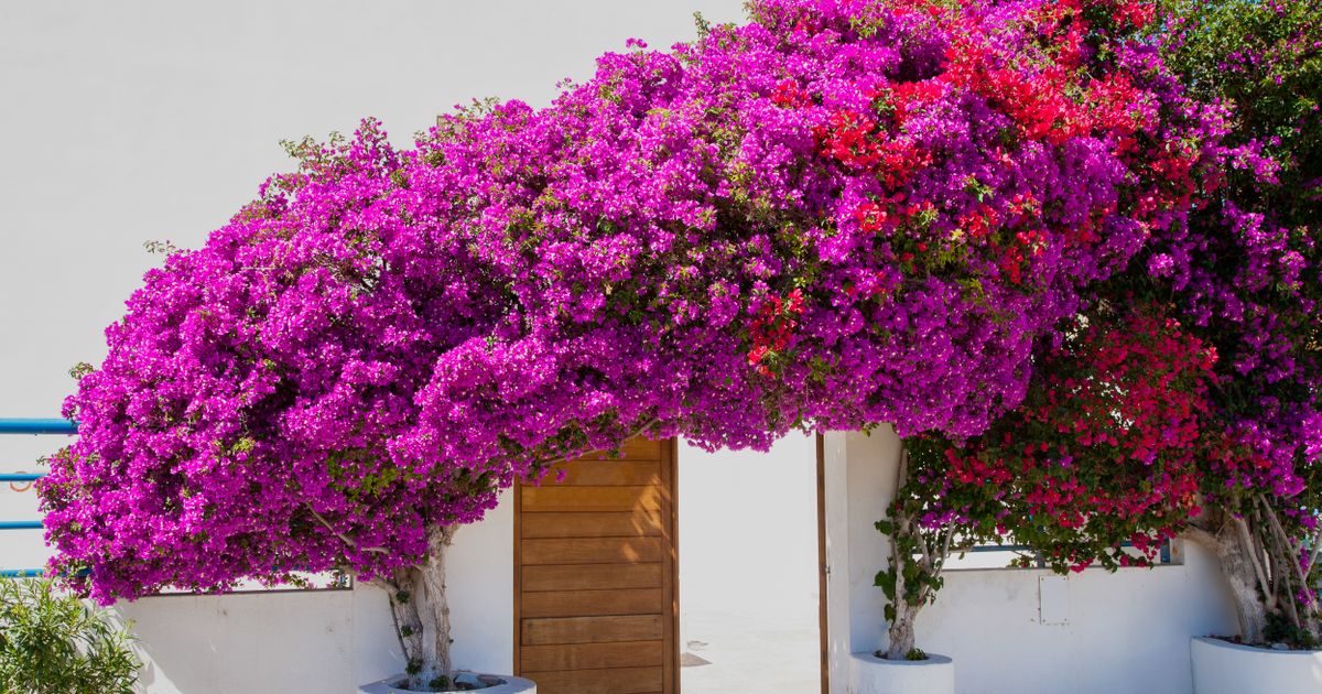Bugenvilija u tegli: Vodič za uzgoj, zalijevanje i održavanje | Super1.hr