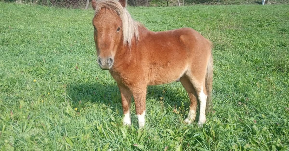 Ovaj odvažni poni odlučio je prošetati zagrebačkom Kašinom. Ekipa iz ...