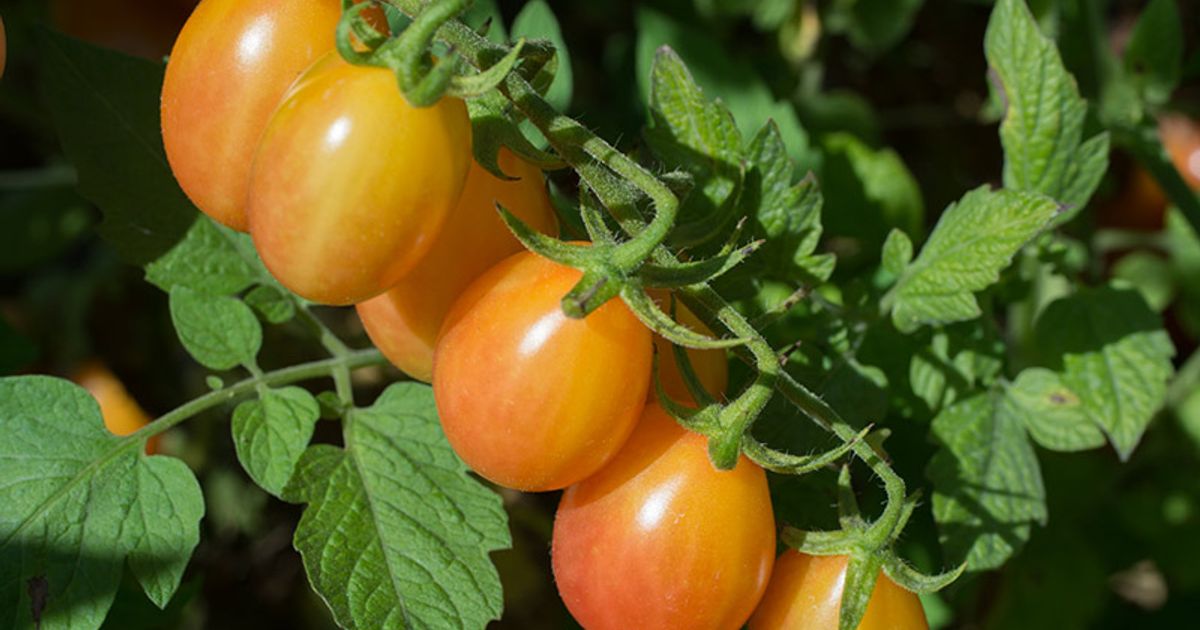 Znanstvenici su uzgojili novu vrstu rajčice | Telegram.hr